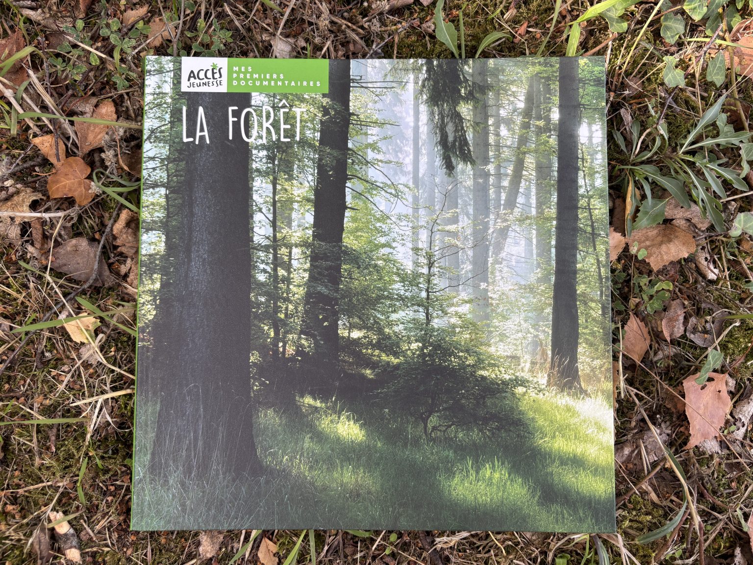 Sélection de livres sur la forêt/les arbres – L'école de la nature